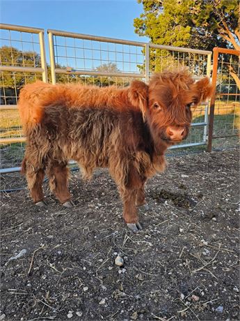 WildLife Buyer, LLC. - 朗 1.0 Highland Bull Calf *GREAT GENETICS!!*