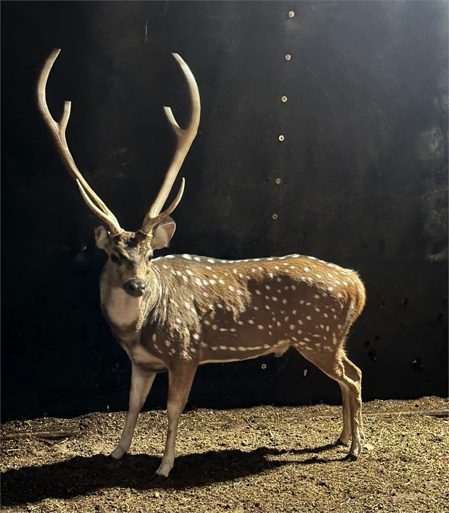 WildLife Buyer, LLC. - GIANT Axis Buck! (winter antlered, trapped in town)