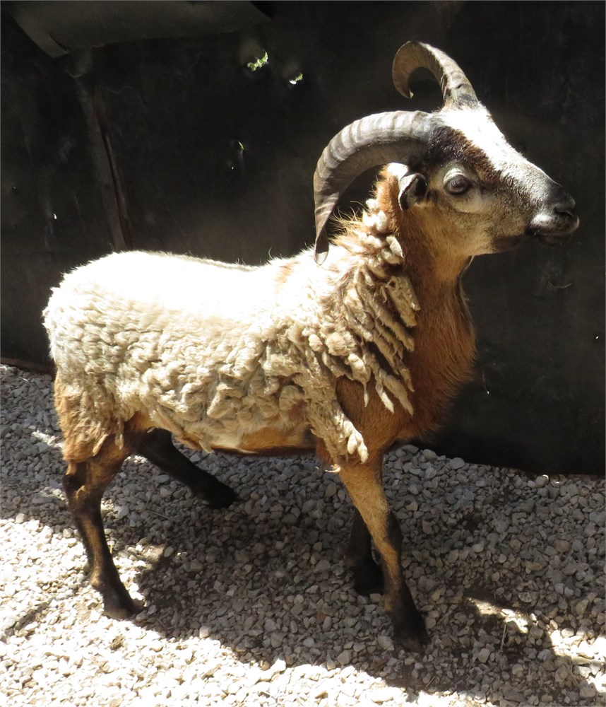 WildLife Buyer, LLC. - 1.0 4-HORN CROSS (ORB#6)