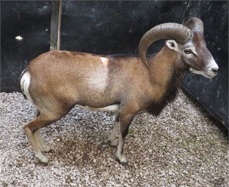 WildLife Buyer, LLC. - 1.0 MOUFLON (OKB#4-4)