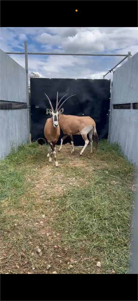 WildLife Buyer, LLC. - 0.2 Scimbok Females