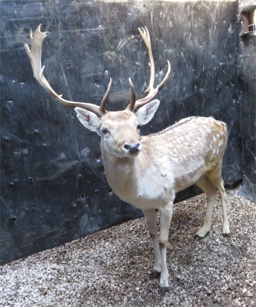 WildLife Buyer, LLC. - 1.0 FALLOW (OKB#6-5) - Ask About Insurance