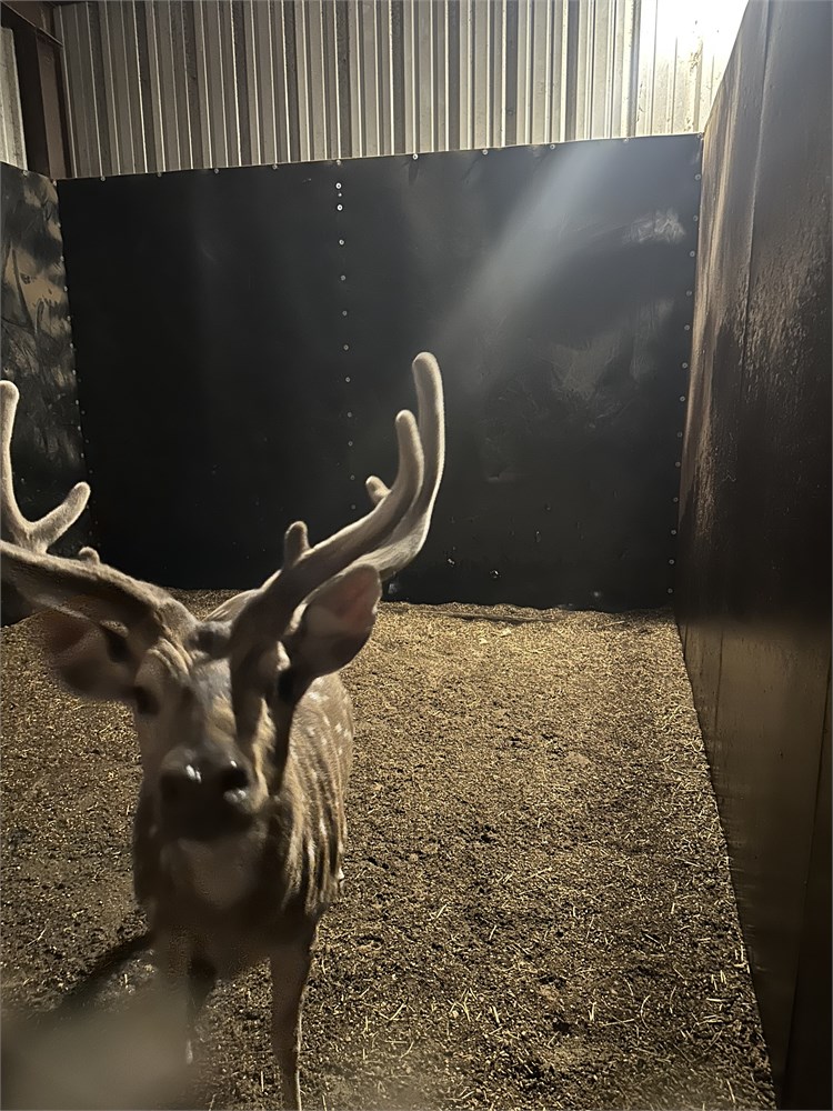 WildLife Buyer, LLC. - Axis Buck