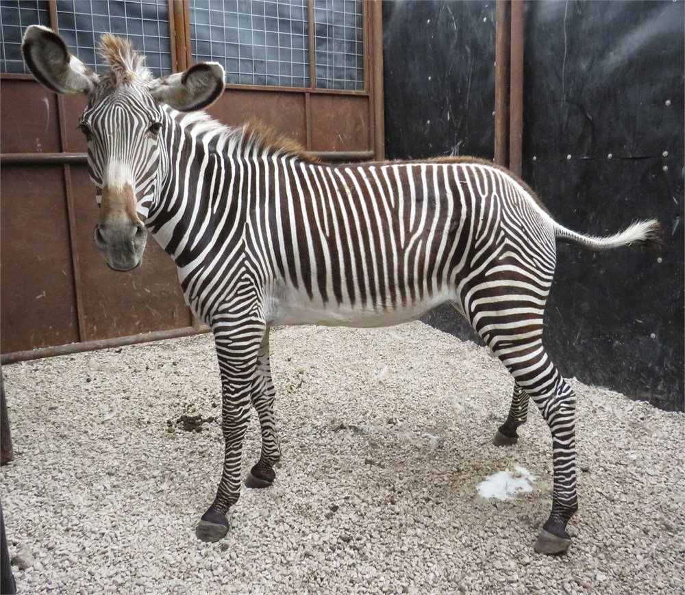 WildLife Buyer, LLC. - 0.1 GREVY ZEBRA (NKB#17) Life Insurance Options ...