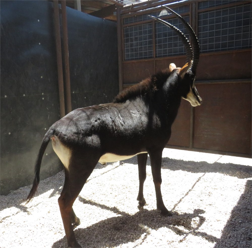 WildLife Buyer, LLC. - 1.0 SABLE (NKB#17) - Ask about insurance