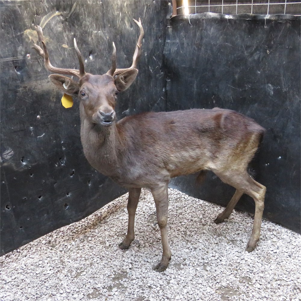 WildLife Buyer, LLC. - 1.0 FALLOW (OKB#6-3) - Ask About Insurance