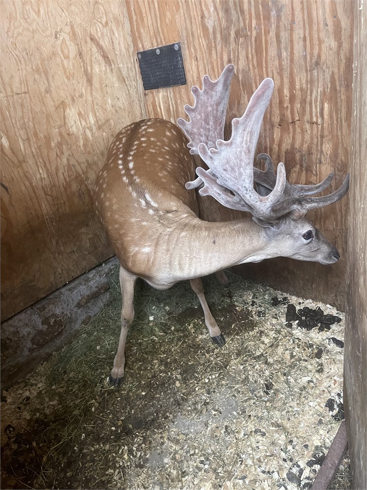 WildLife Buyer, LLC. - Fallow
