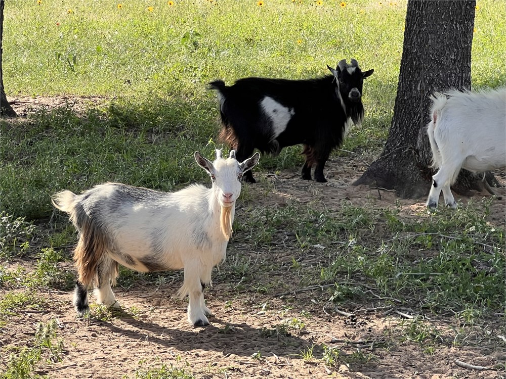WildLife Buyer, LLC. - Doe Goat