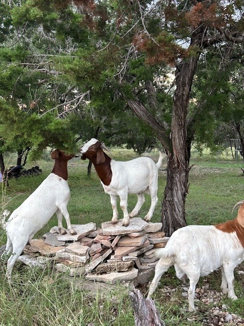 WildLife Buyer, LLC. - 1.0 Boer Goat