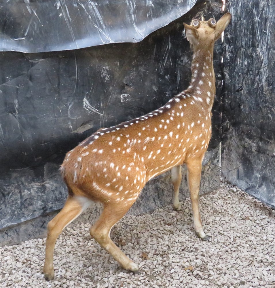 WildLife Buyer, LLC. - 1.0 AXIS (NKB#7)