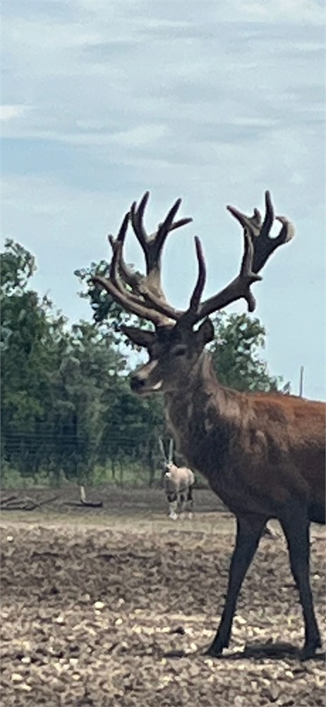 WildLife Buyer, LLC. - big stag