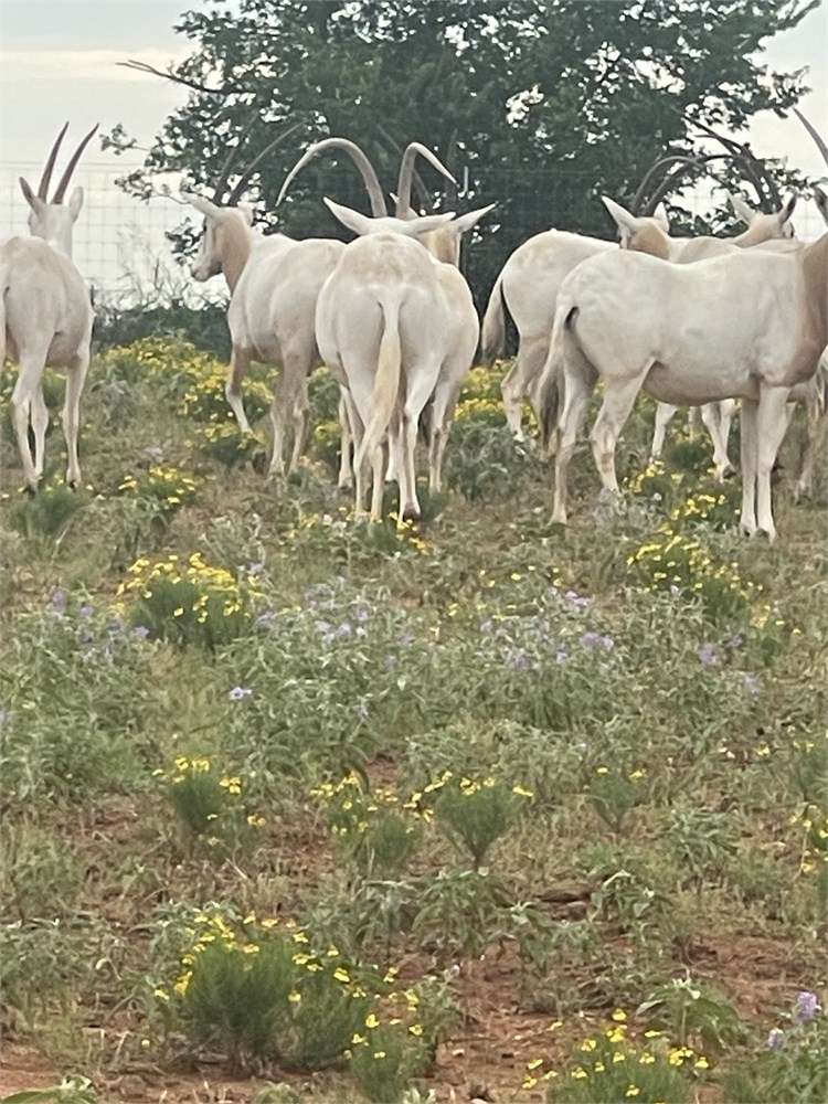 WildLife Buyer, LLC. - Trophy White Oryx Bull
