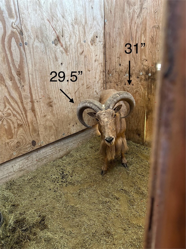 WildLife Buyer, LLC. - 1.1 Aoudad