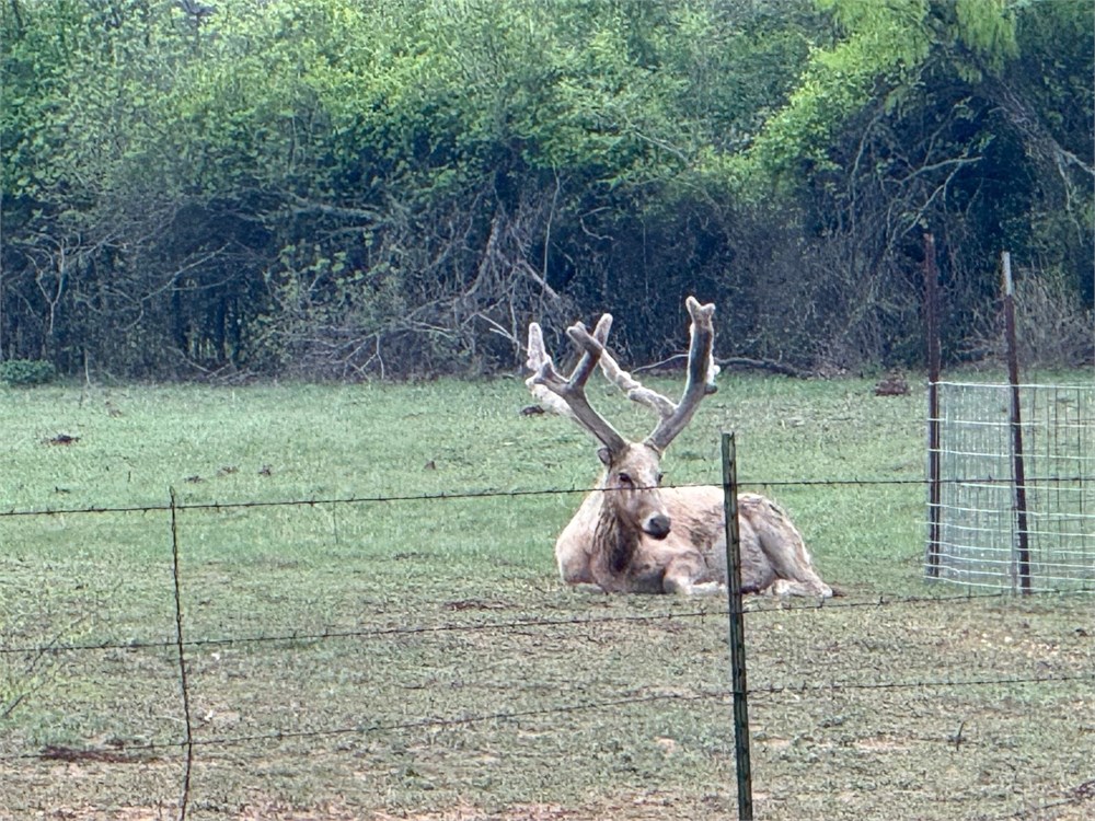 WildLife Buyer, LLC. - PERE DAVID BULL