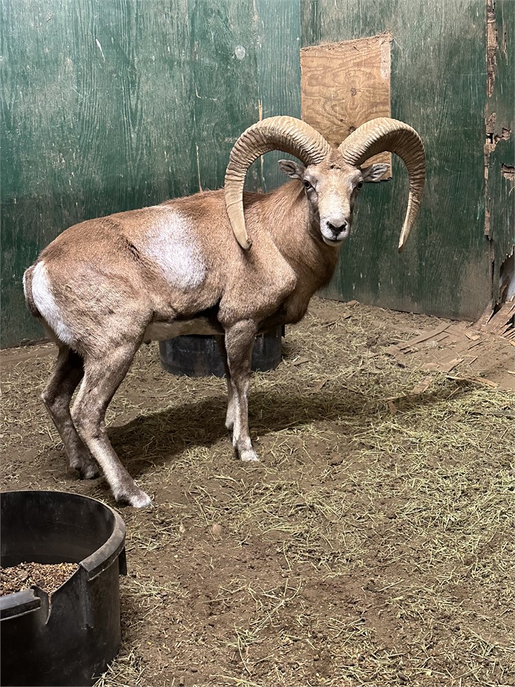 WildLife Buyer, LLC. - Mouflon Cross Ram