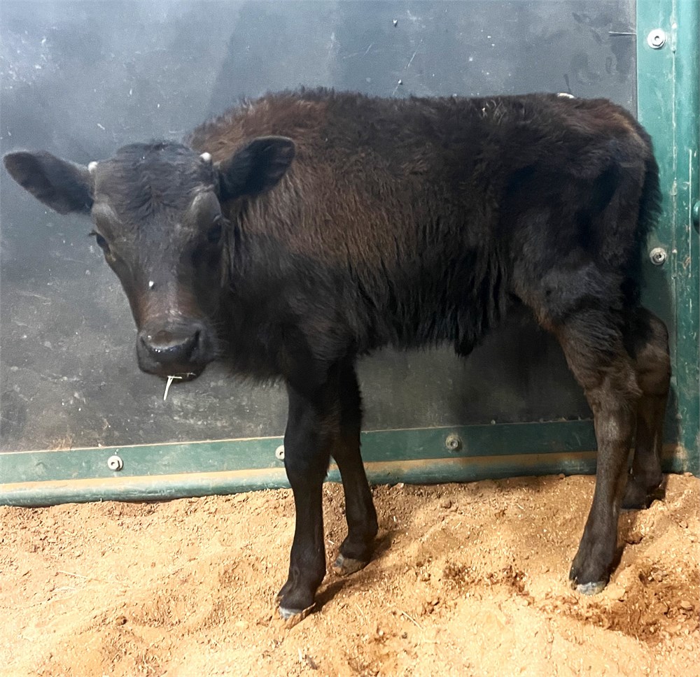 WildLife Buyer, LLC. - 1.0. beefalo bottle calf