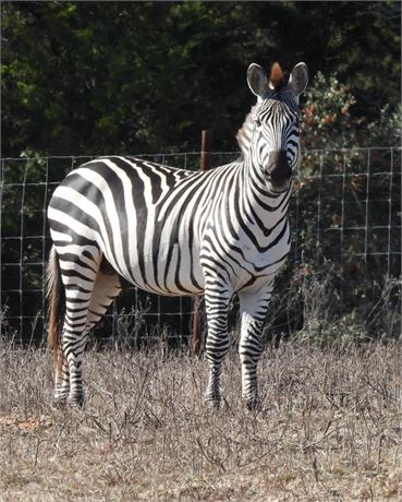 WildLife Buyer, LLC. - 1.0 ZEBRA