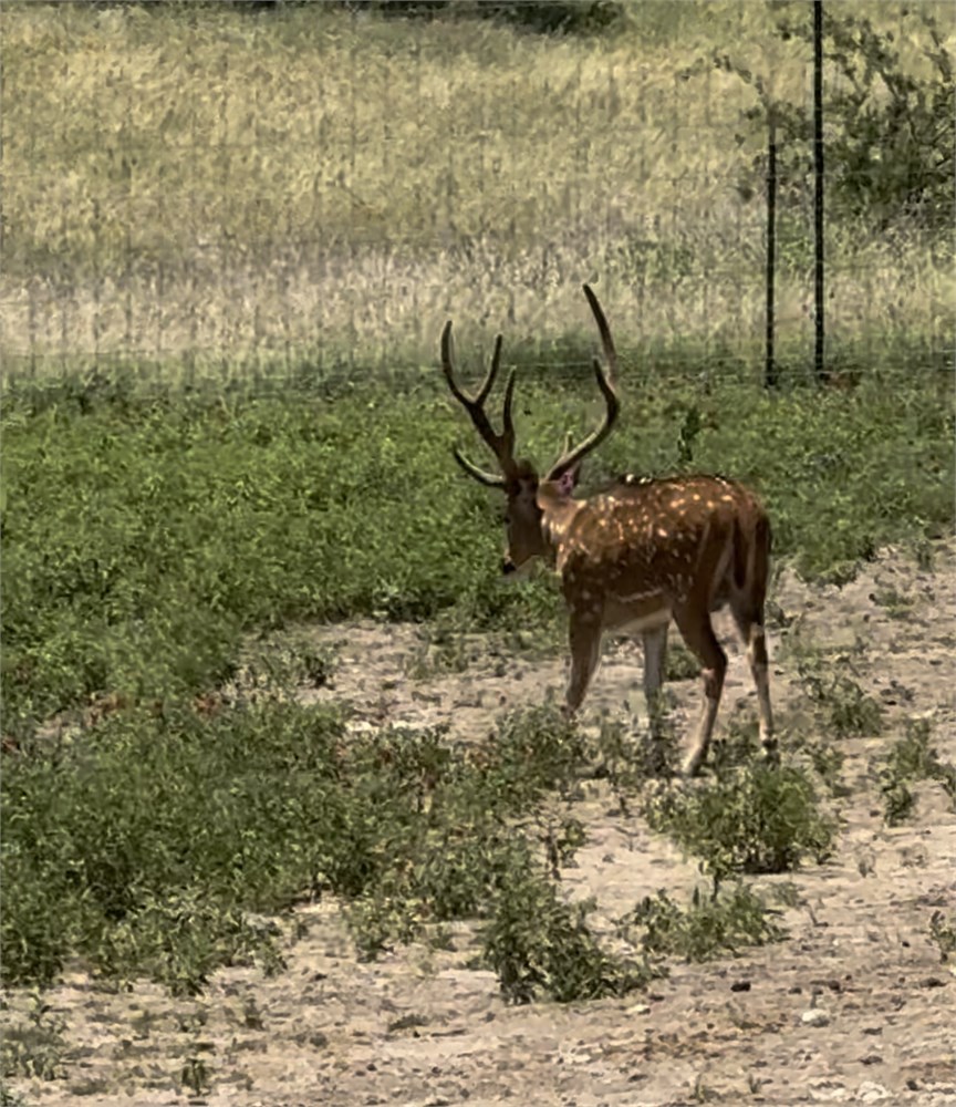 WildLife Buyer, LLC. - Non typical axis buck