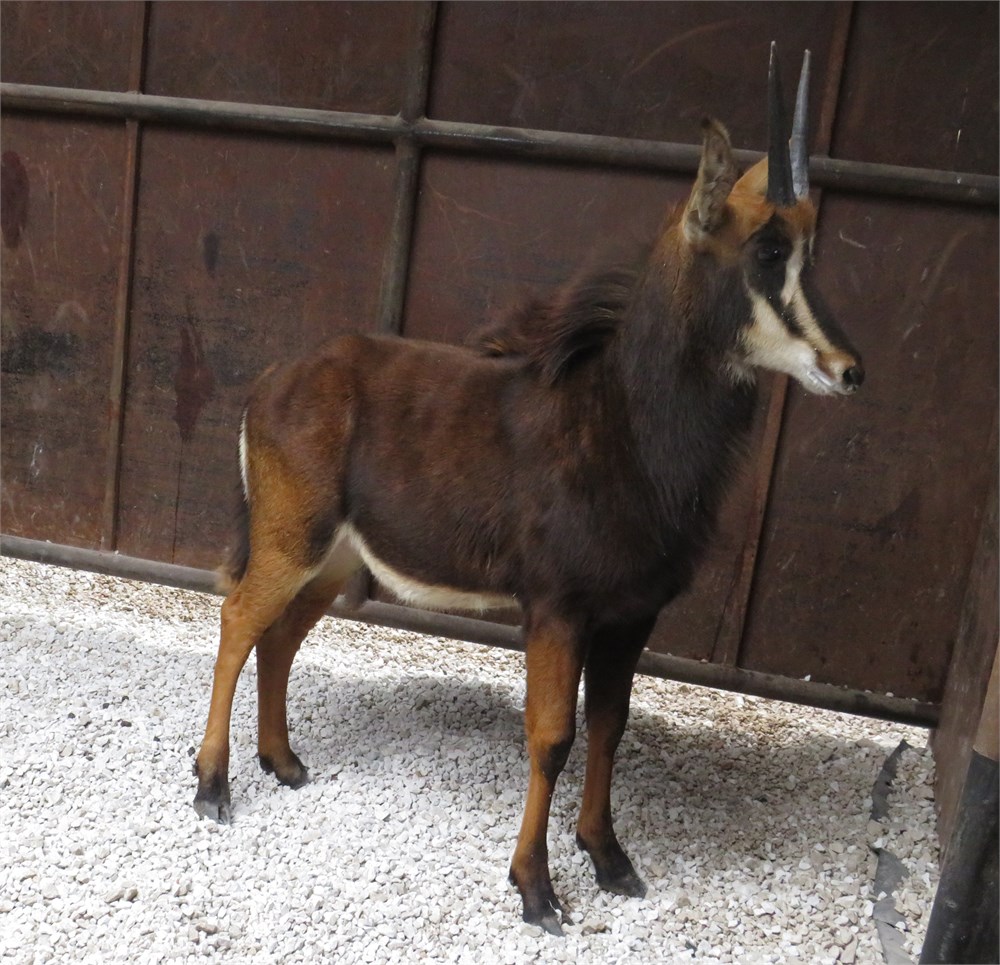 WildLife Buyer, LLC. - 1.0 SABLE (NKB#14) - Ask about insurance