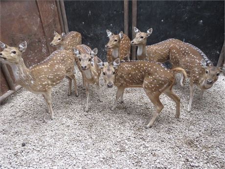 WildLife Buyer, LLC. - 0.7 AXIS (NKB#12)