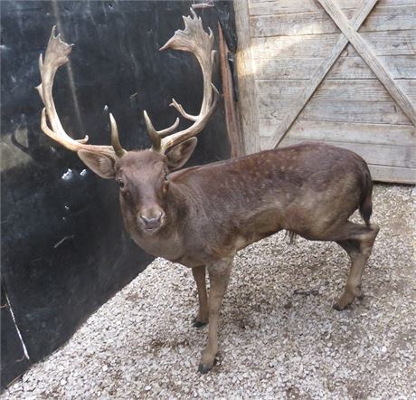 WildLife Buyer, LLC. - 1.0 FALLOW (RB#6) - Ask About Insurance