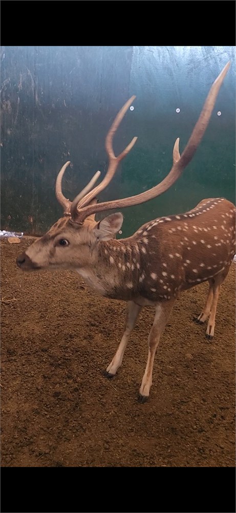 WildLife Buyer, LLC. - 1.0 axis buck. (Live load)