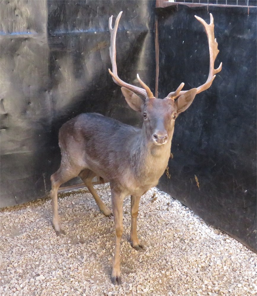 WildLife Buyer, LLC. - 1.0 FALLOW (RB#9) - Ask About Insurance