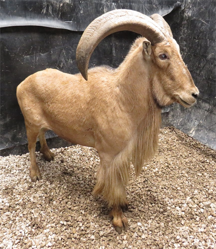 WildLife Buyer, LLC. - 1.0 AOUDAD TAG#276 (NKB#5)