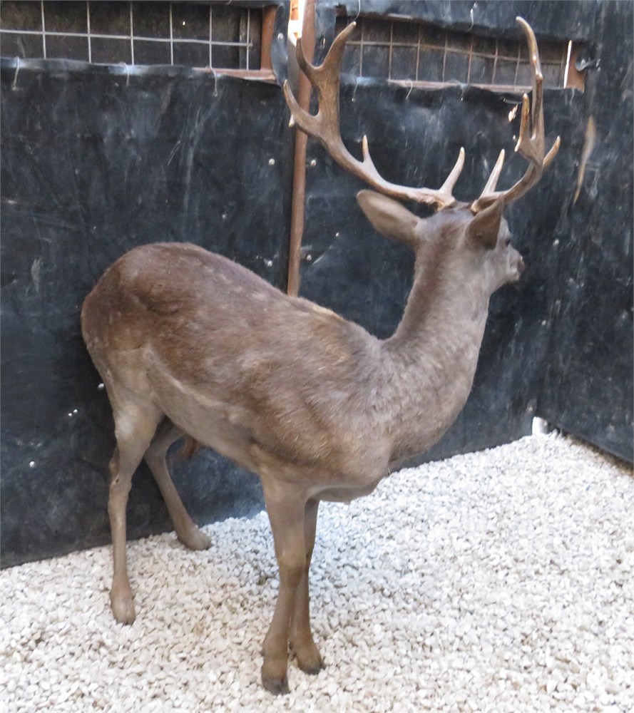 WildLife Buyer, LLC. - 1.0 FALLOW (OKB#6-2) - Ask About Insurance