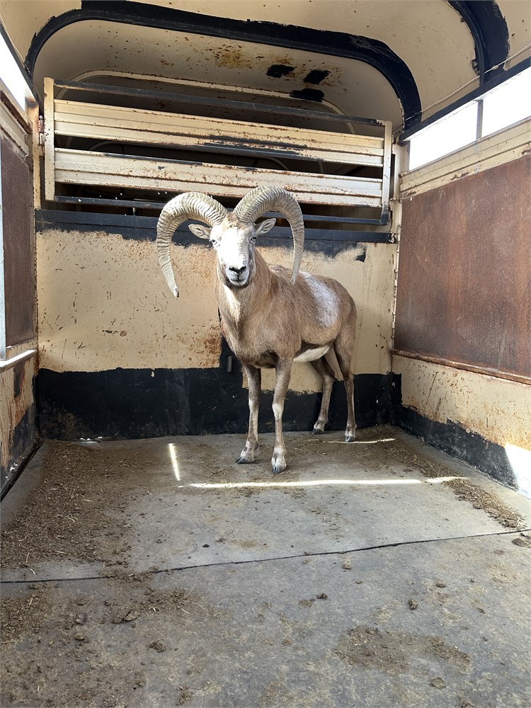 WildLife Buyer, LLC. - Mouflon Cross Ram