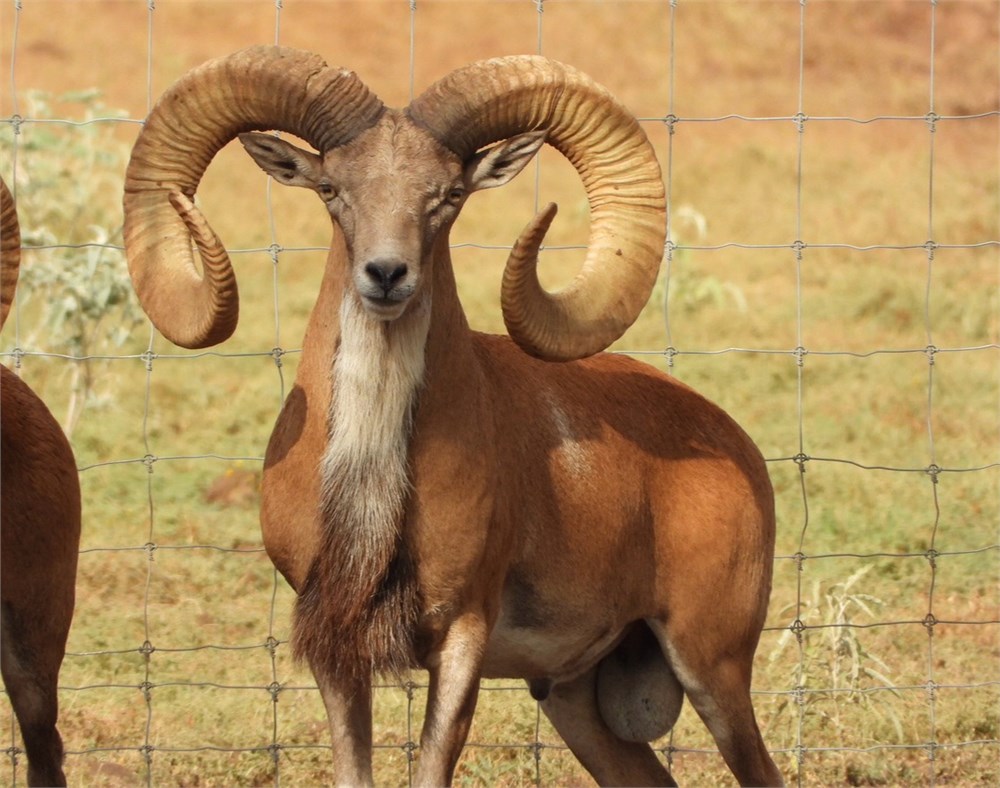 WildLife Buyer, LLC. - 1.0 transcaspian urial - Ask About Insurance