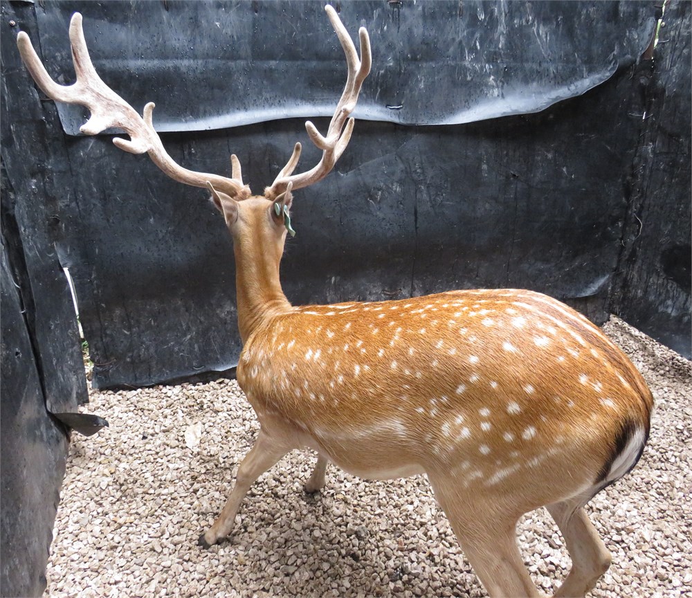 WildLife Buyer, LLC. - 1.0 FALLOW GREEN TAG#20 (NKB#3)