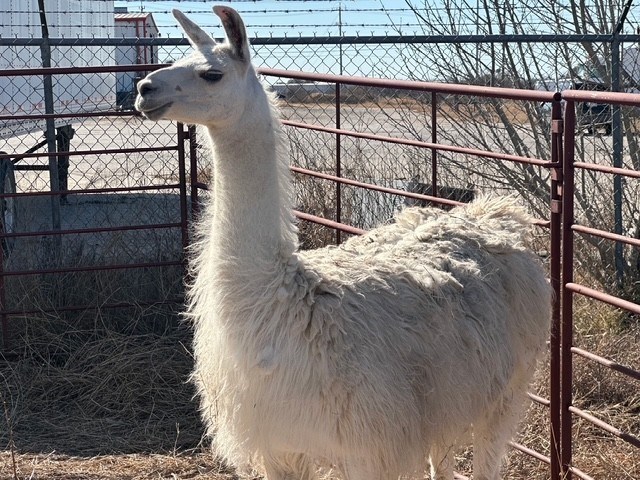 WildLife Buyer, LLC. - 0.2 Mature Llama