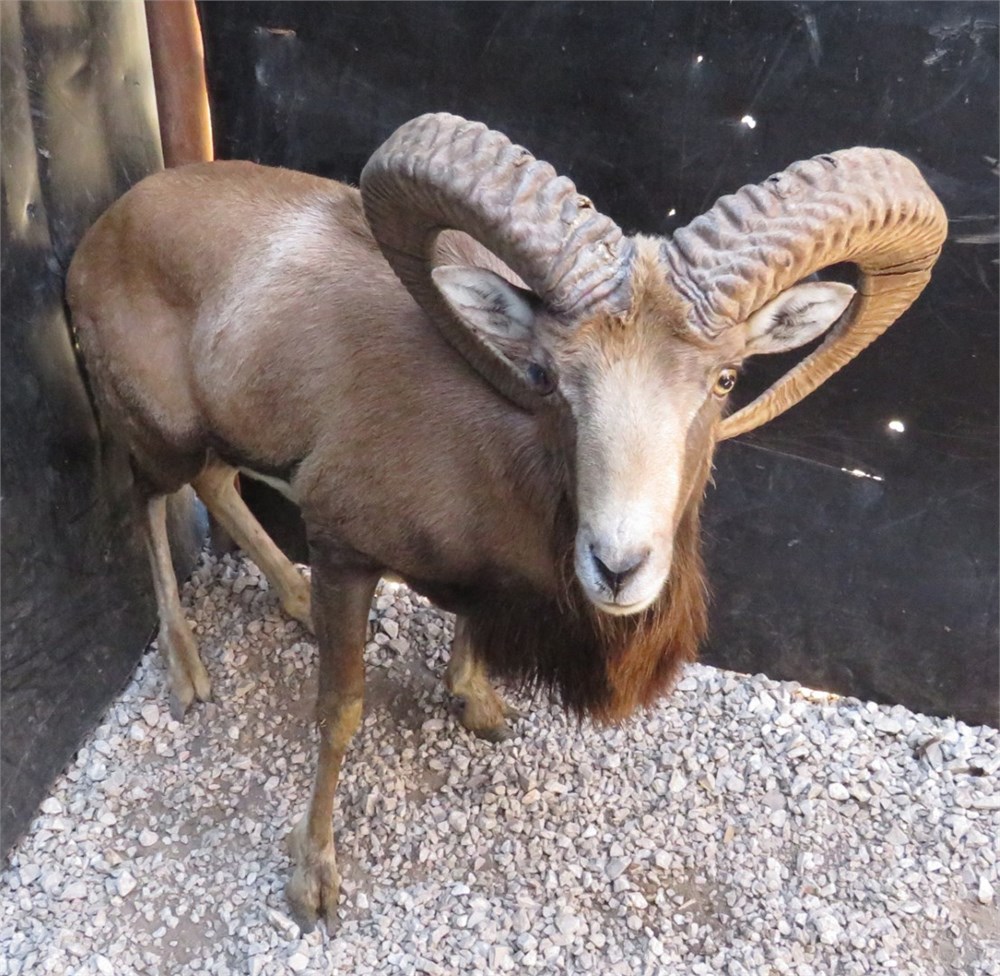 WildLife Buyer, LLC. - 1.0 RED SHEEP (RB#1) - Ask About Insurance