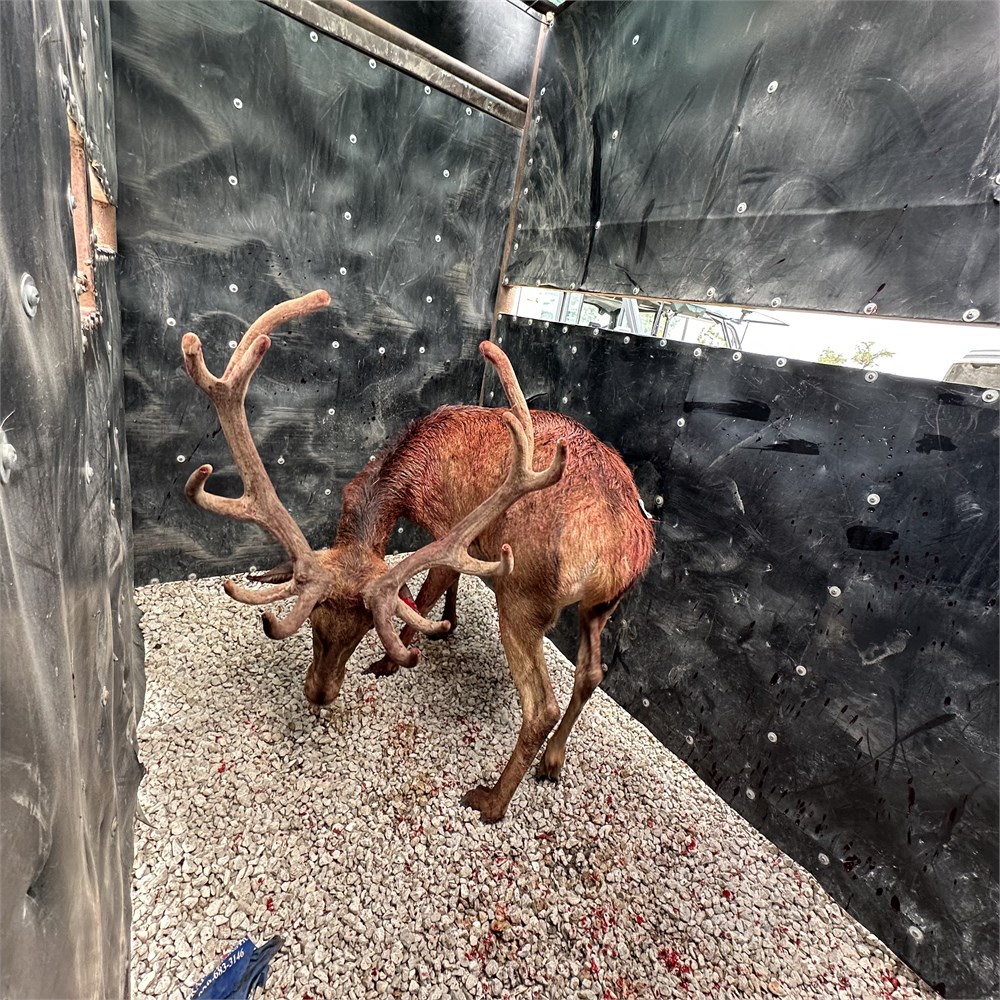 WildLife Buyer, LLC. - 1.0 Big Stag
