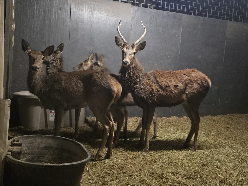 WildLife Buyer, LLC. - 1.4 red deer