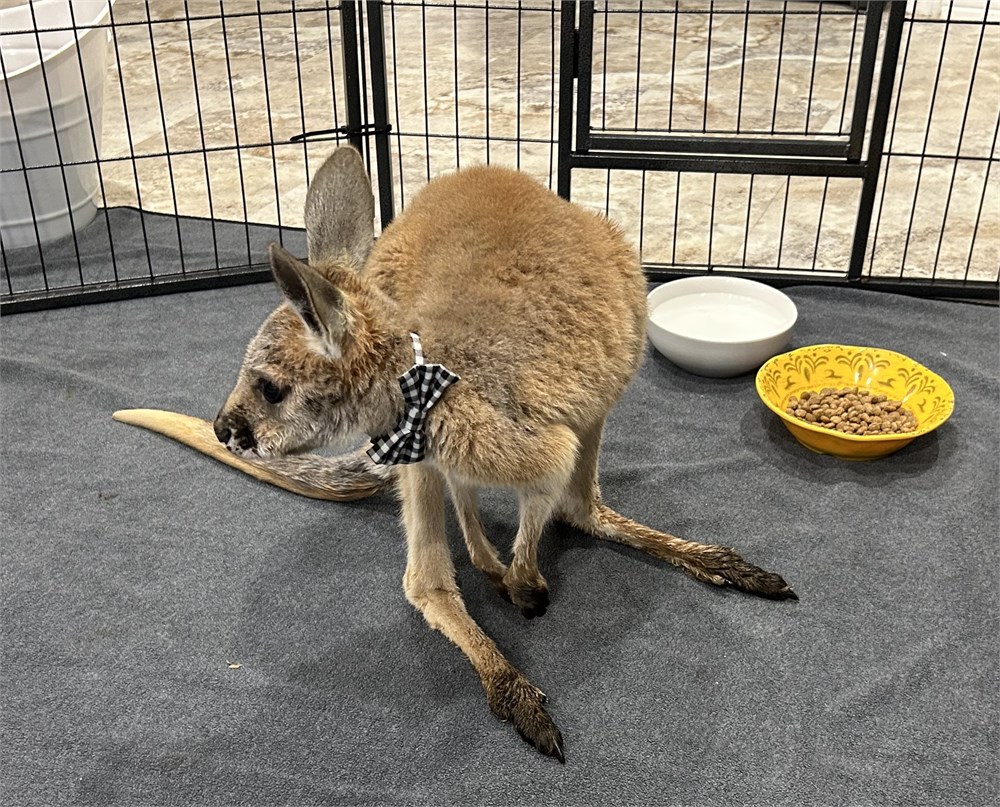 WildLife Buyer, LLC. - 1.0 Bottle Baby Red Kangaroo