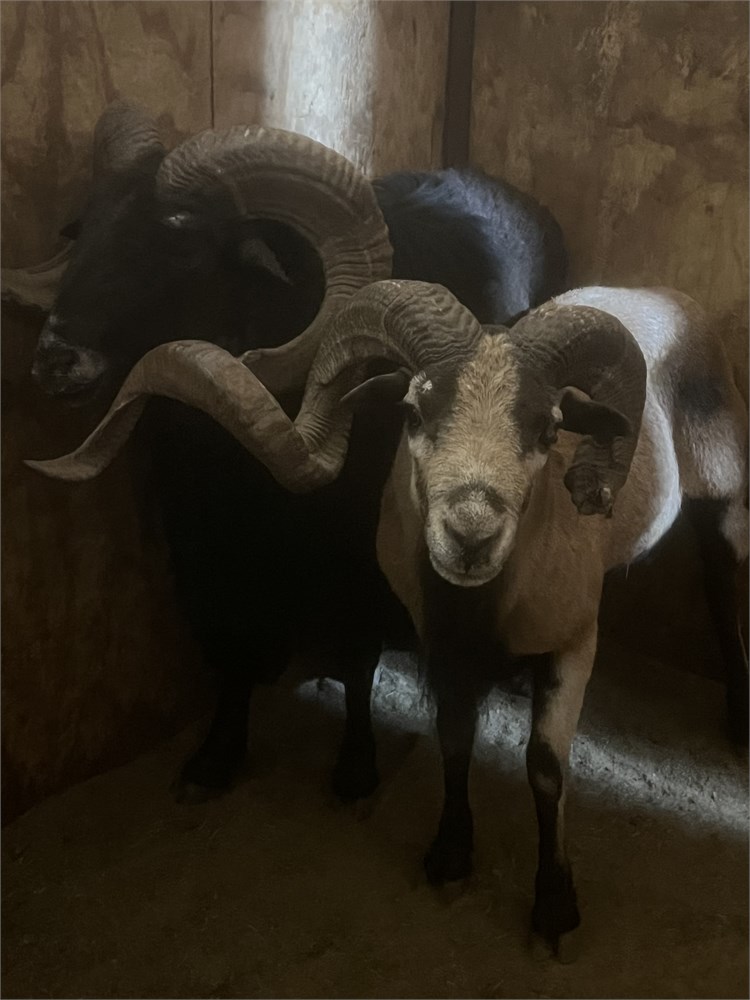 WildLife Buyer, LLC. - 2 rams