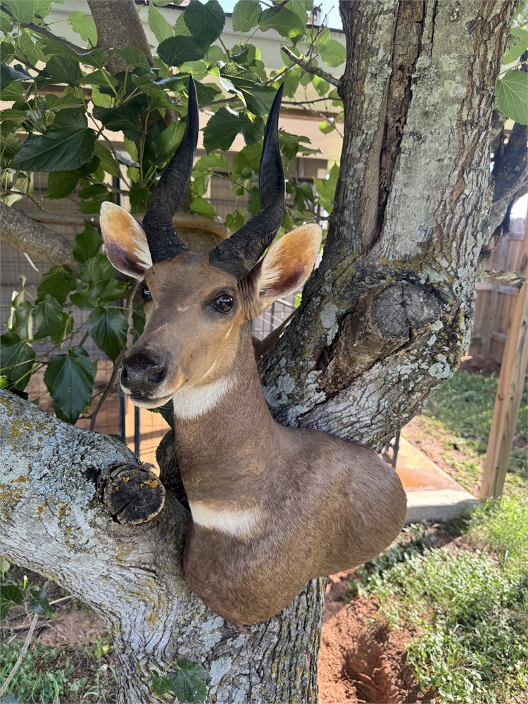 WildLife Buyer, LLC. - Bushbuck Wall Pedestal mount