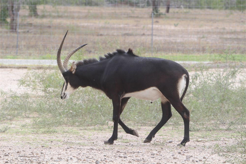 WildLife Buyer, LLC. - 1.0 Sable in George West TX
