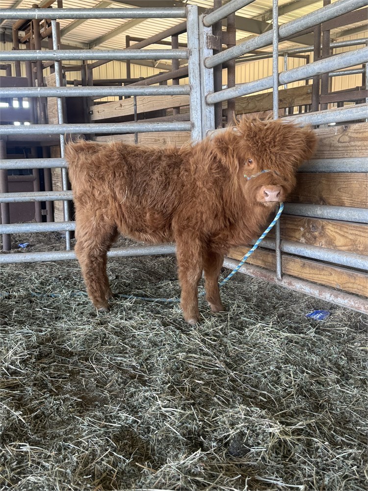 WildLife Buyer, LLC. - Mini Highland Heifer