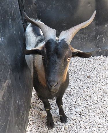 WildLife Buyer, LLC. - 1.0 FAINTING GOAT (NKB#9)