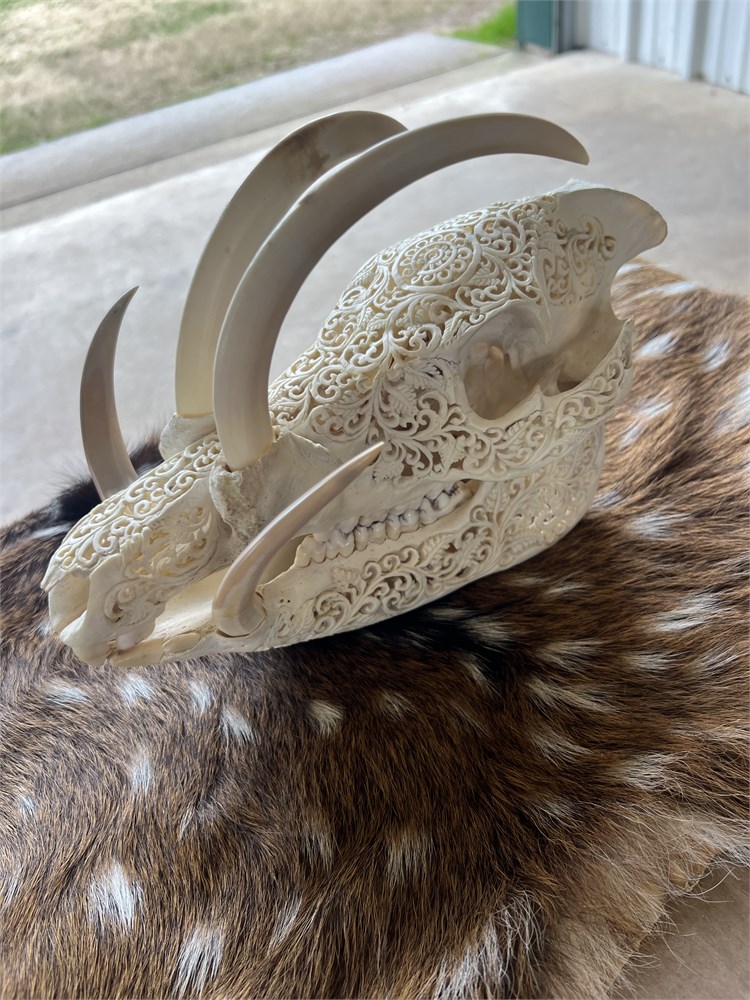 WildLife Buyer, LLC. - RARE Babirusa skull. Carved