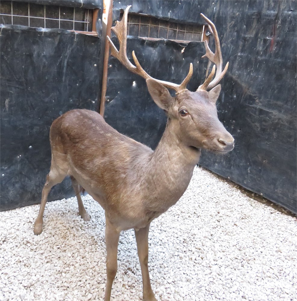 WildLife Buyer, LLC. - 1.0 FALLOW (OKB#6-2) - Ask About Insurance
