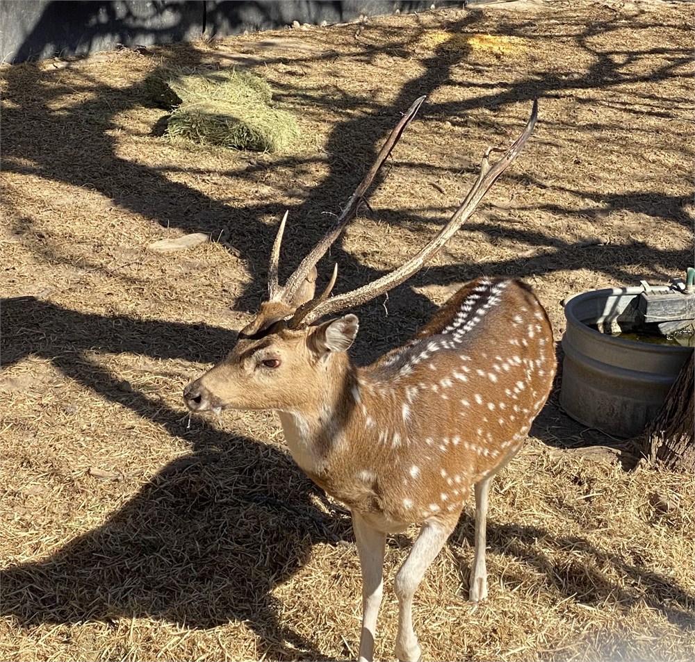 WildLife Buyer, LLC. - 1.0 Axis Buck