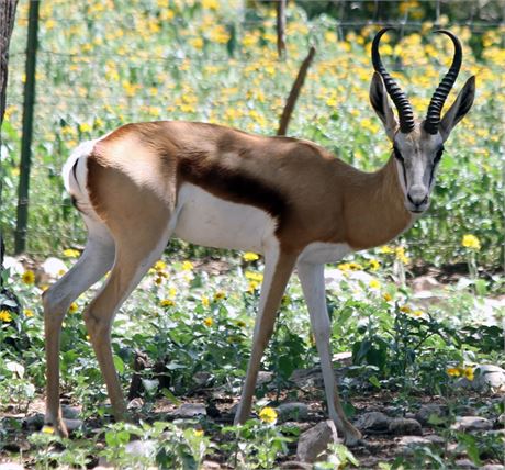 WildLife Buyer, LLC. - BIG SPRINGBOK MALE