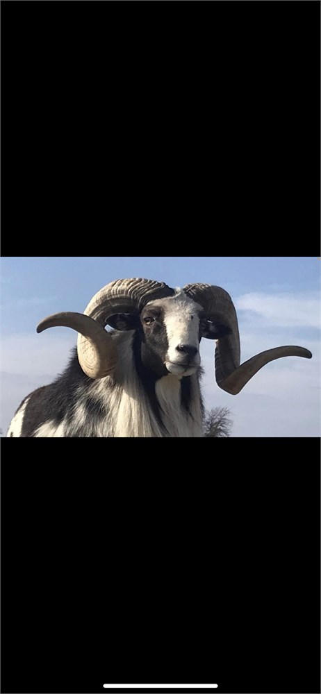 WildLife Buyer, LLC. - Painted desert ram