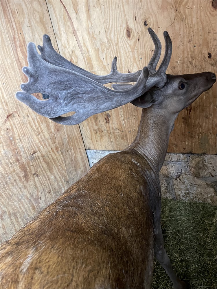 WildLife Buyer, LLC. - Fallow