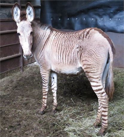 WildLife Buyer, LLC. - 0.1 ZDONK (MB#7) PER SELLER SIRED BY GREVY STUD!