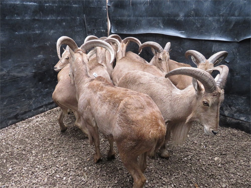 WildLife Buyer, LLC. - 0.8 AOUDAD TAG#461-468 (NKB#1)